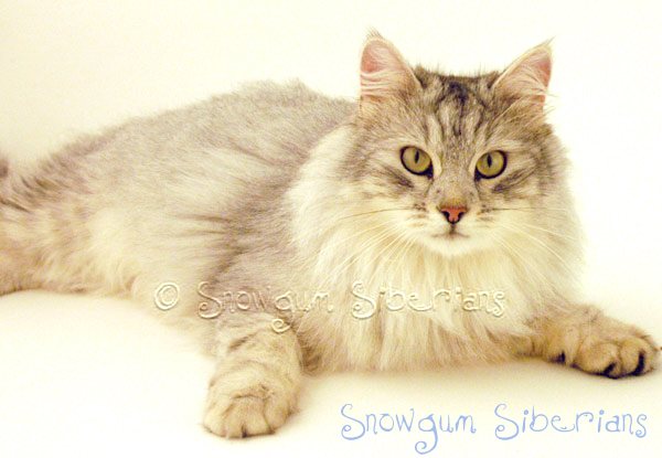 About Snowgum Siberians Cats & Kittens